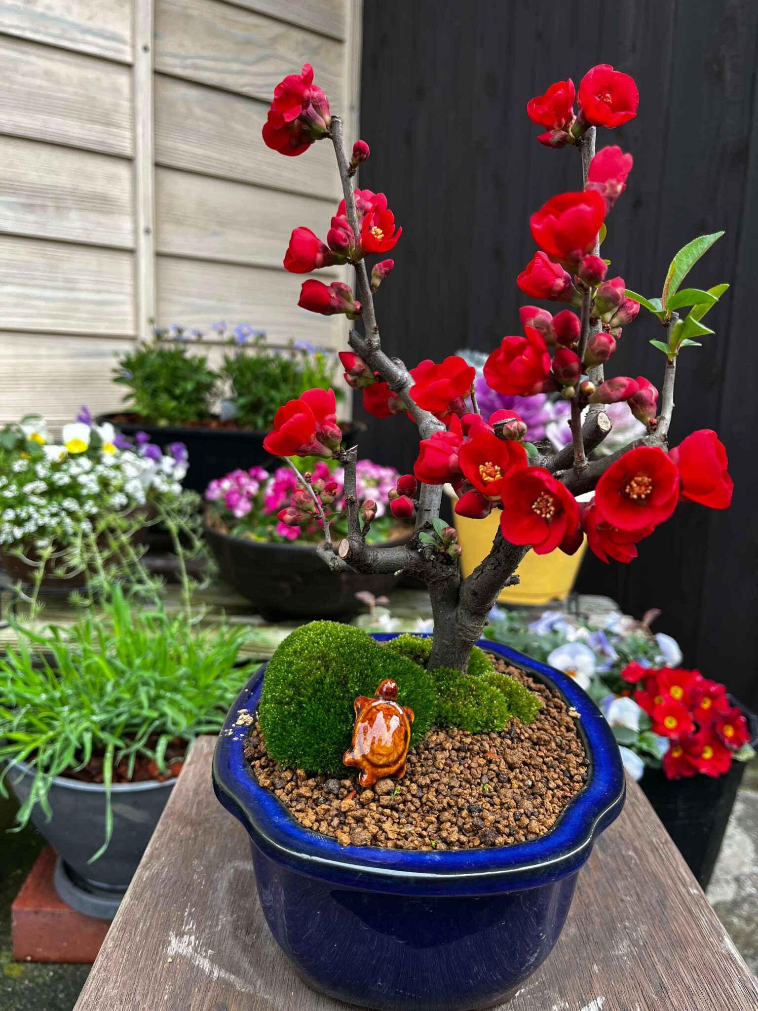 久しぶりに盆栽をつくってみました！〜ボケの花とコケを合わせた小さな日本庭園〜 | うべの石ころ